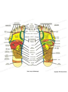 Mapy stóp i dłoni – Polski Instytut Refleksologii